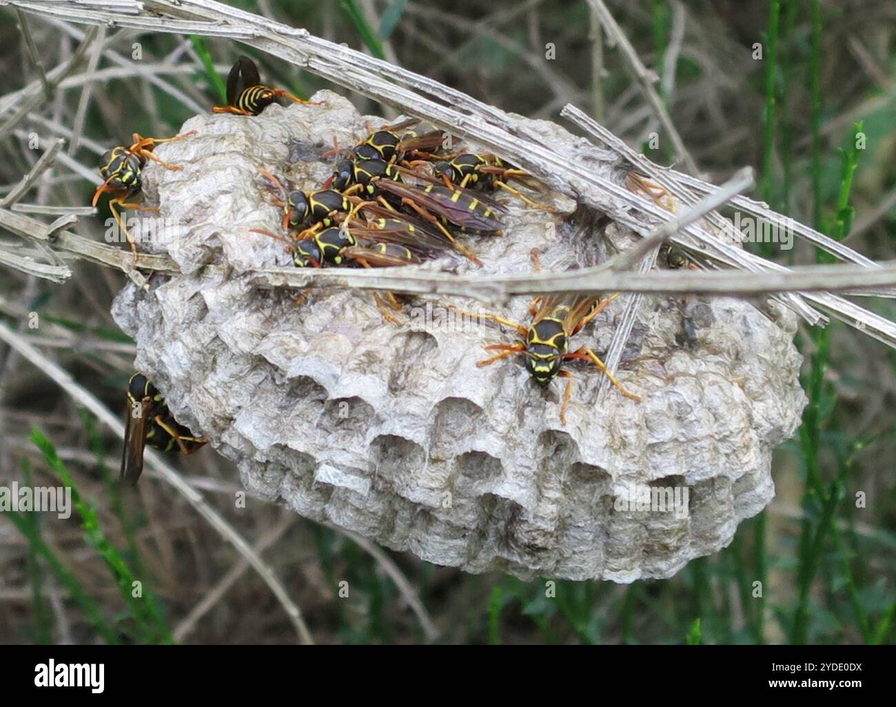 Asian Paper Wasp (Polistes chinensis Stock Photo - Alamy