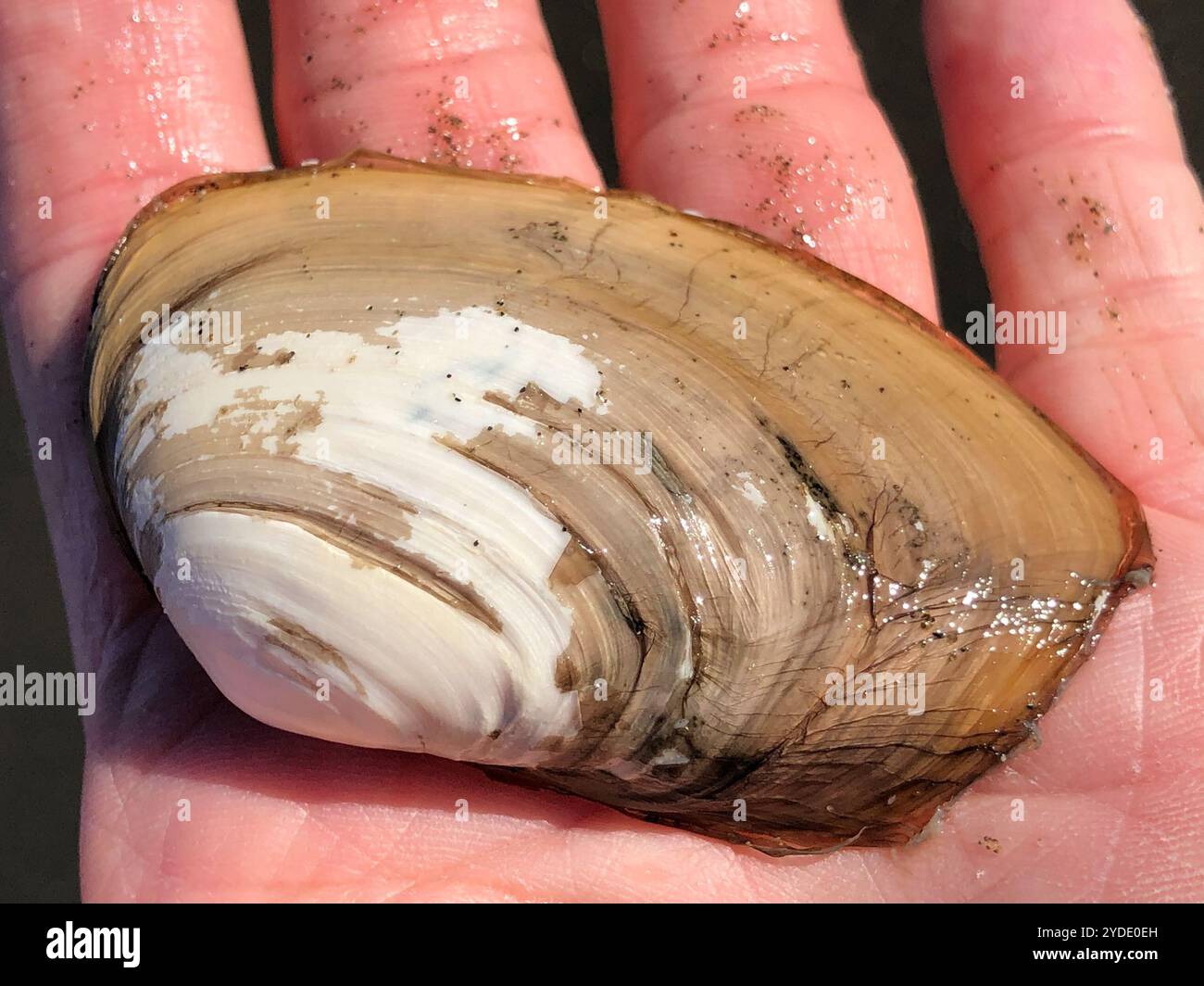 Pacific Gaper (Tresus nuttallii Stock Photo - Alamy