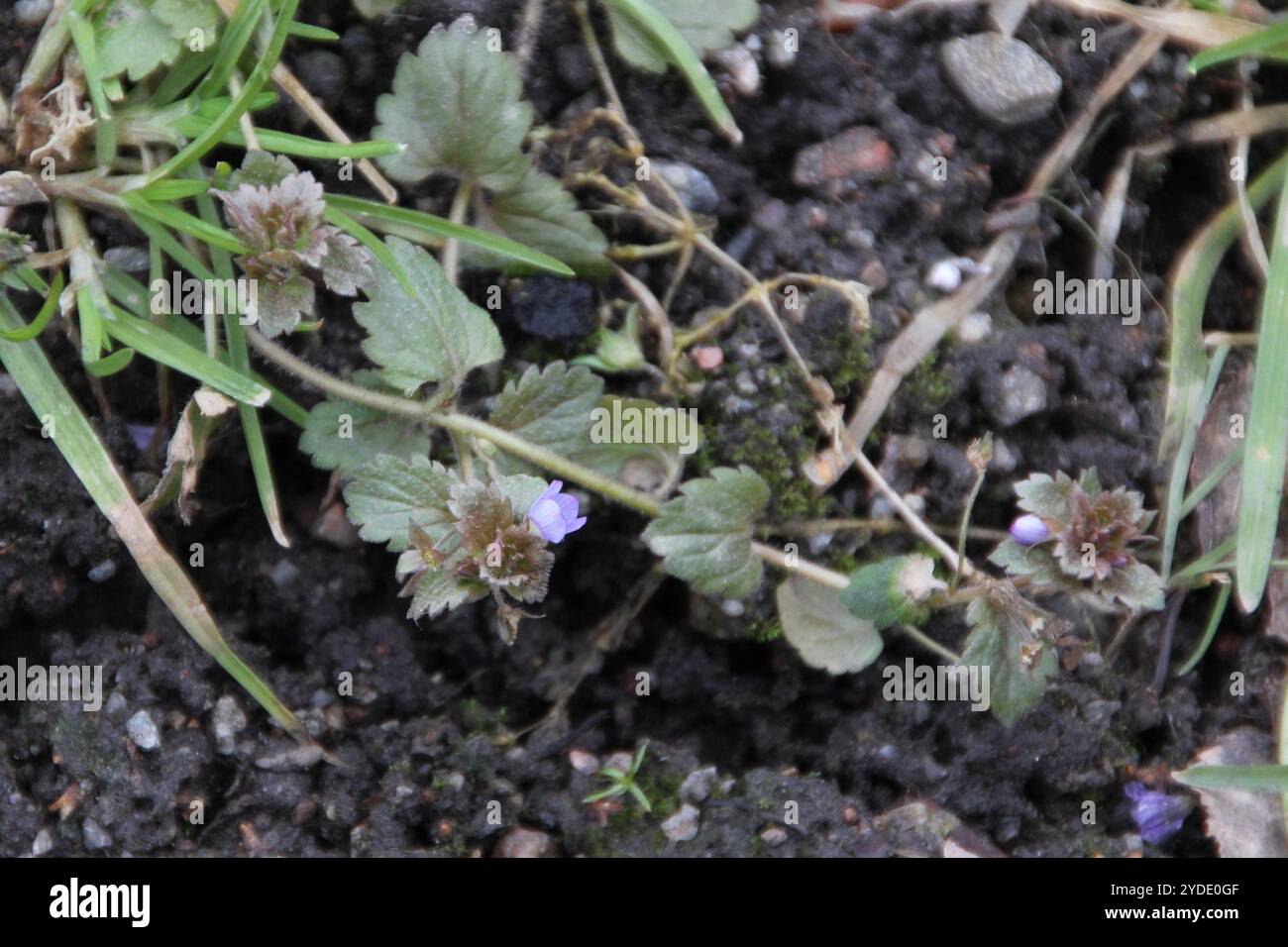 bird's-eye speedwell (Veronica persica Stock Photo - Alamy