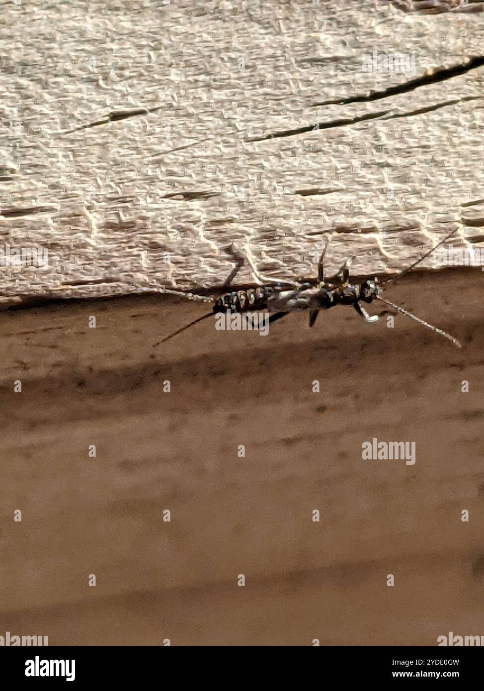 Small Winter Stoneflies (Capniidae Stock Photo - Alamy