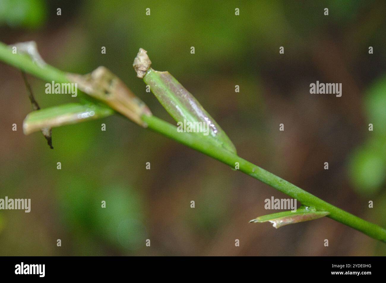 Graham's Rockcress (Boechera grahamii Stock Photo - Alamy
