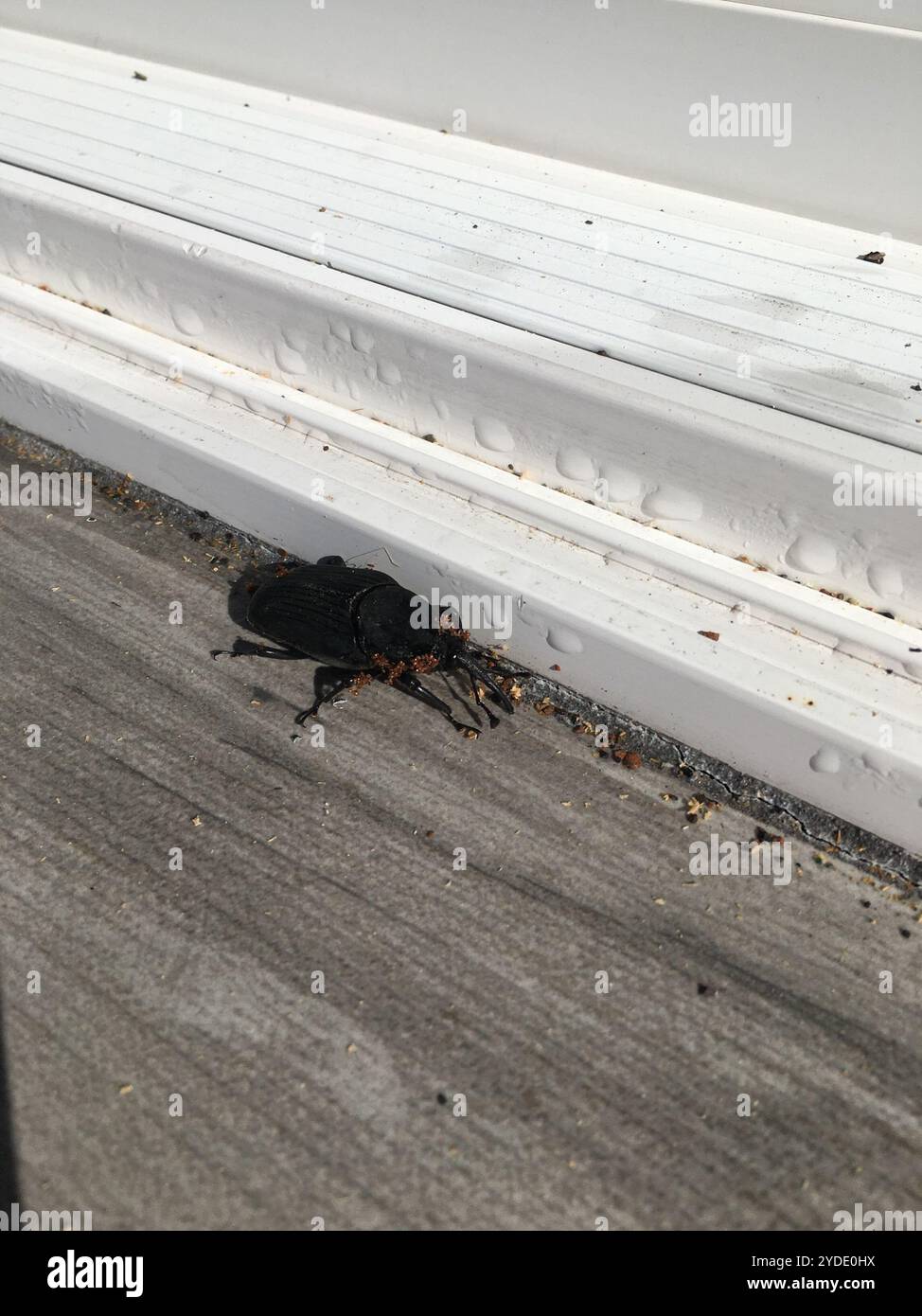 South American Palm Weevil (Rhynchophorus palmarum Stock Photo - Alamy