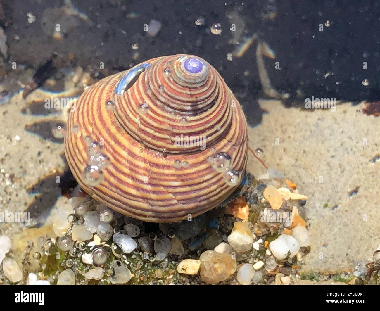 Blue-Ringed Top Snail (Calliostoma ligatum Stock Photo - Alamy