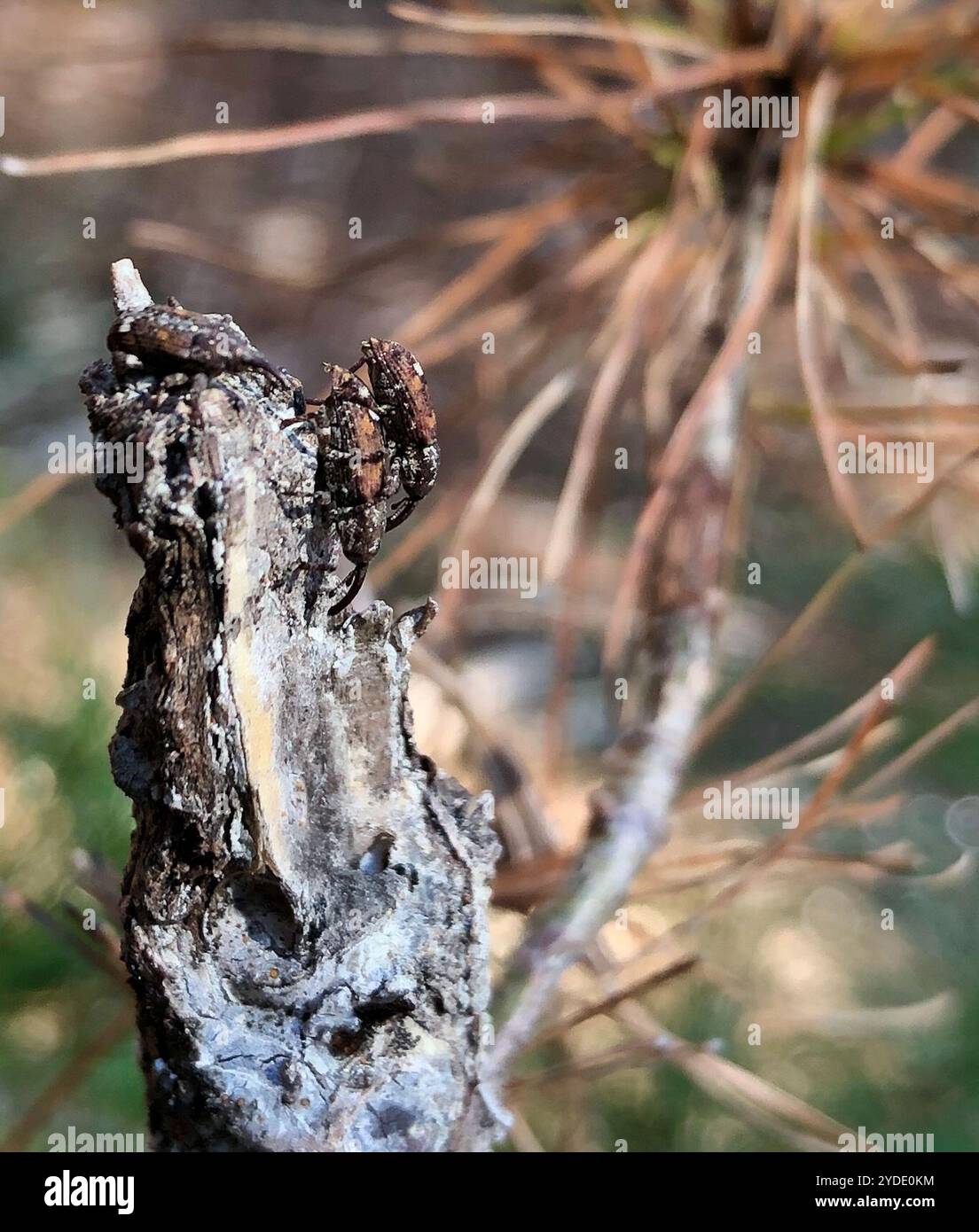 Pine Weevils (Pissodes Stock Photo - Alamy