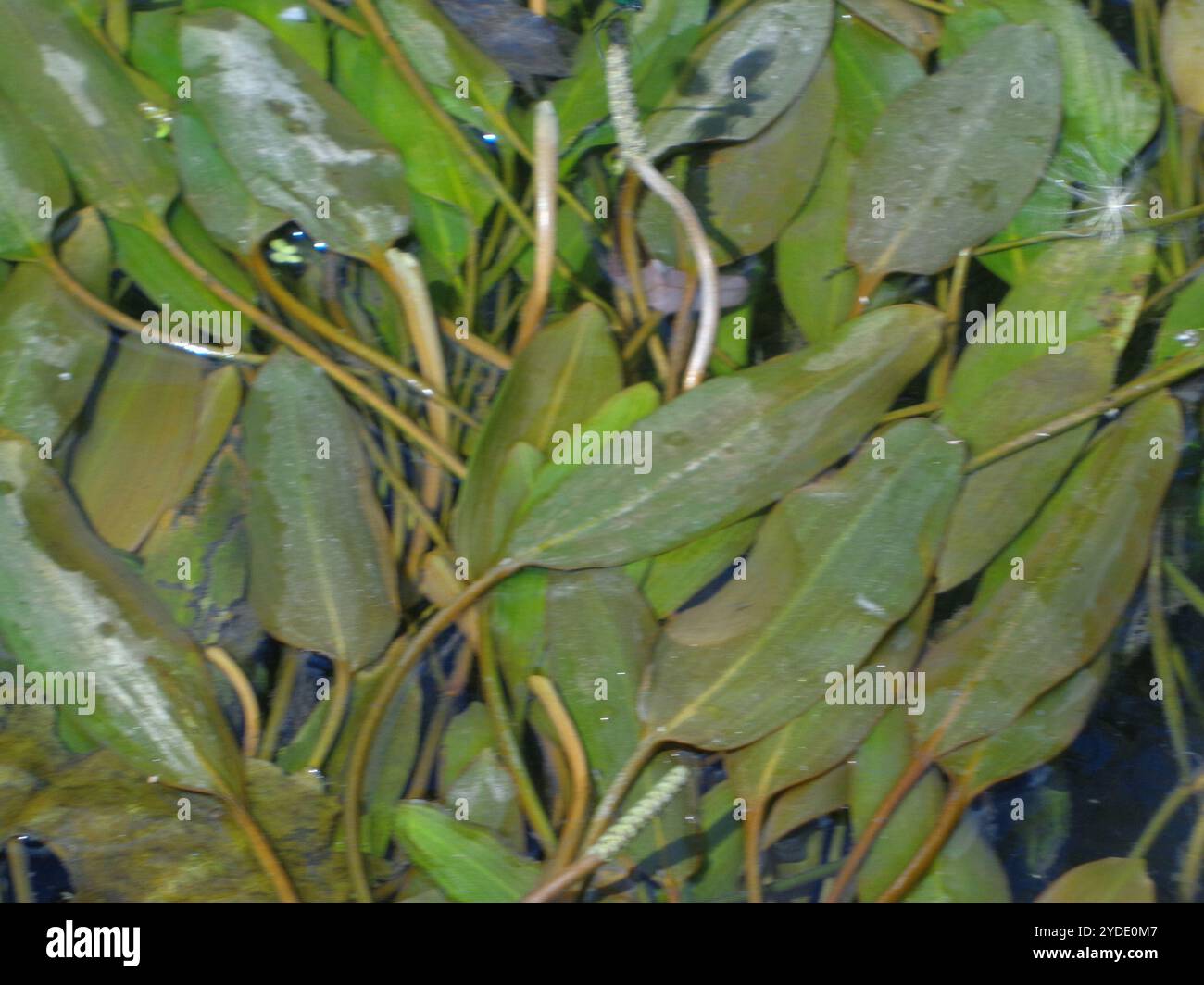 Longleaf Pondweed (Potamogeton nodosus Stock Photo - Alamy