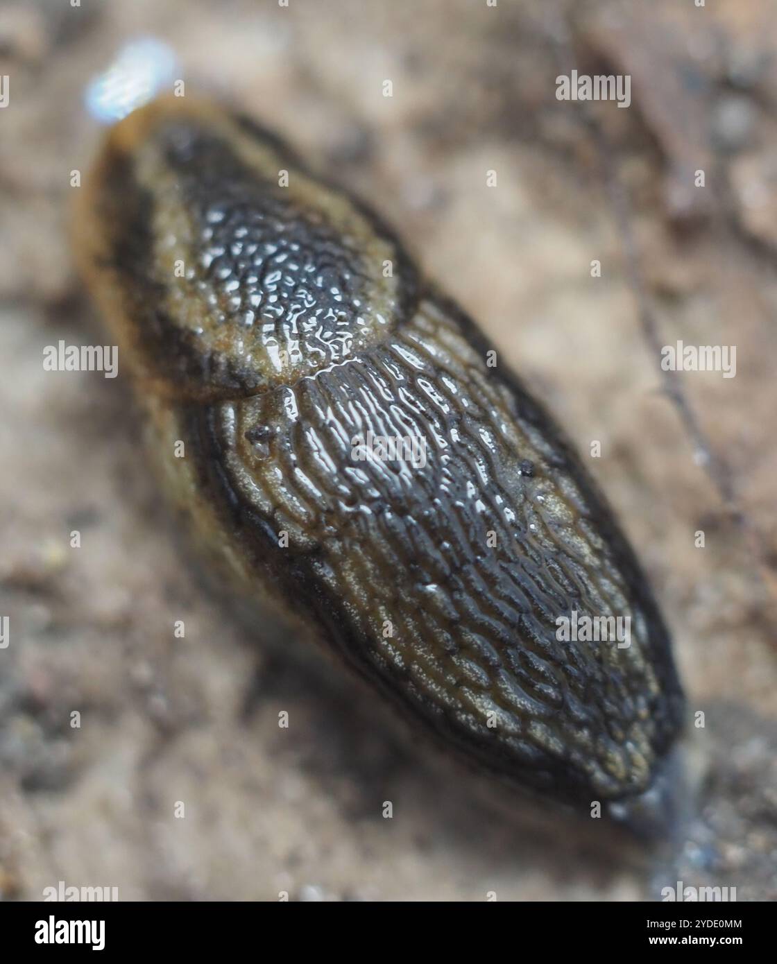 Western Dusky Slug (Arion subfuscus Stock Photo - Alamy