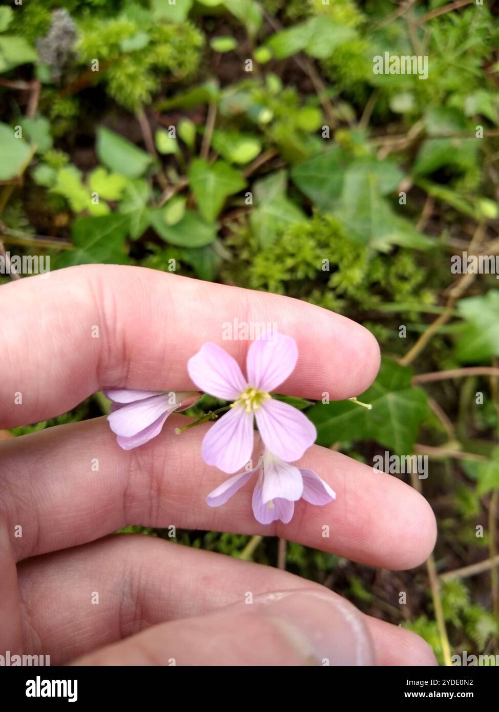 Nuttall's toothwort (Cardamine nuttallii Stock Photo - Alamy