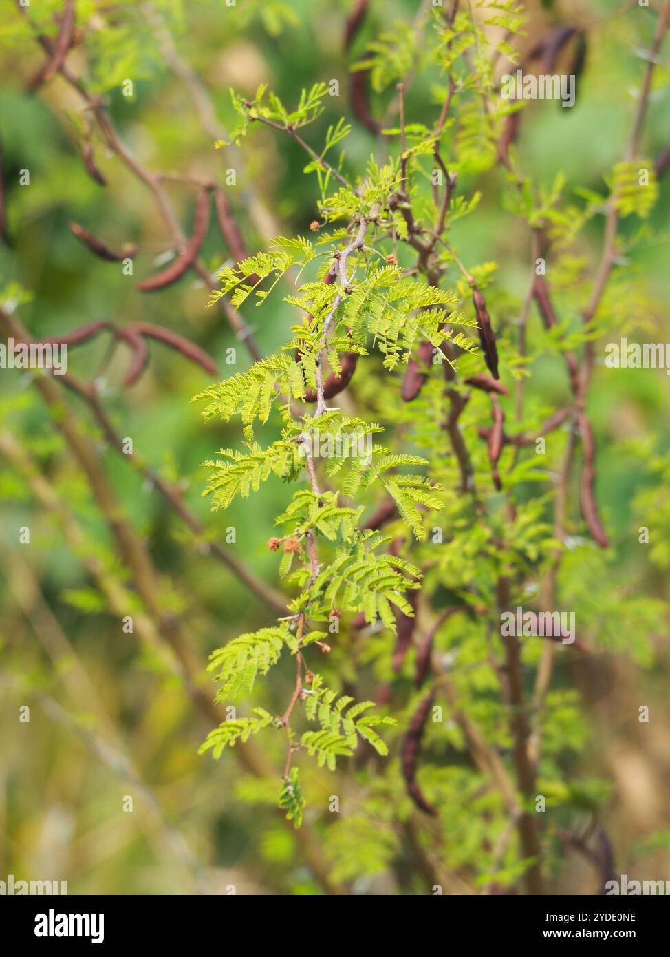Sweet acacia (Vachellia farnesiana Stock Photo - Alamy
