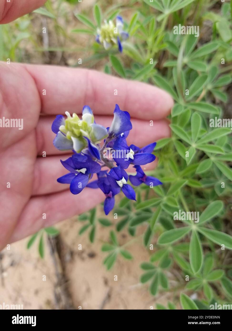 Texas bluebonnet (Lupinus texensis Stock Photo - Alamy