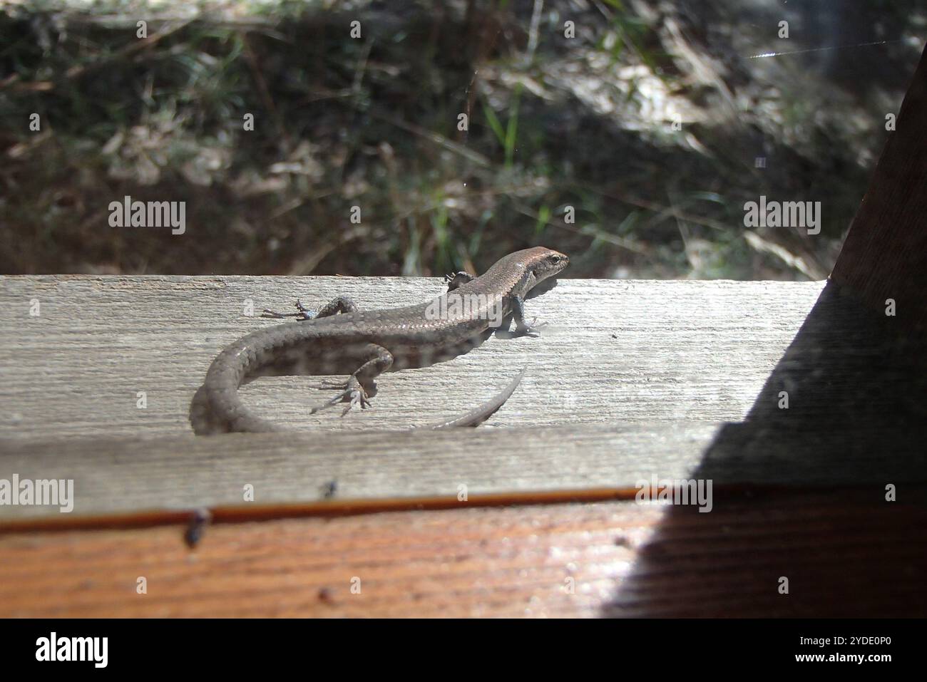 Pale-flecked Garden Sunskink (Lampropholis guichenoti Stock Photo - Alamy