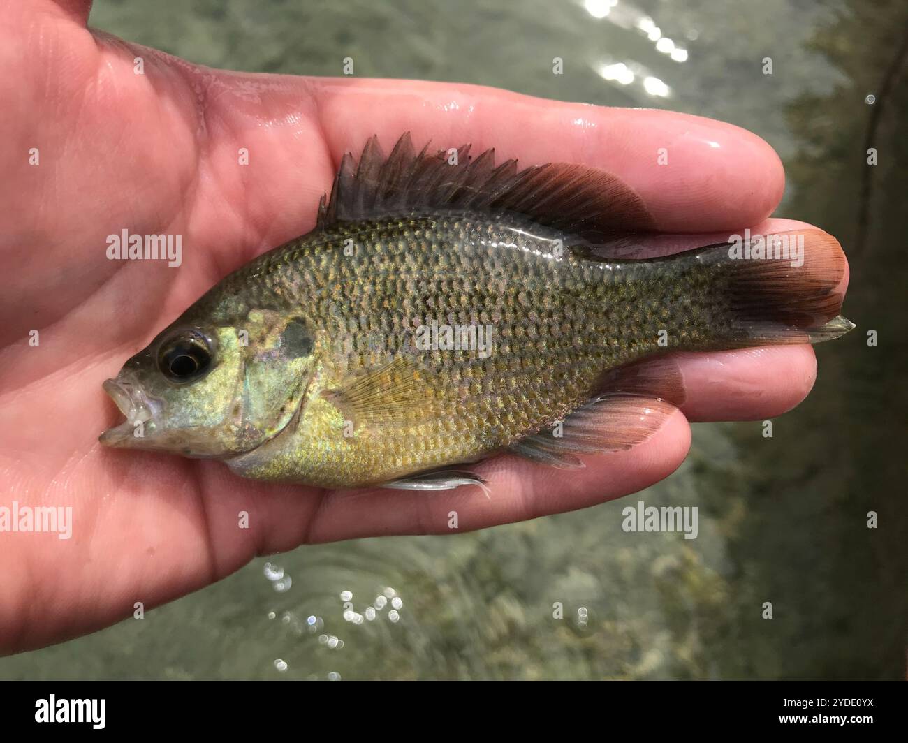 Redspotted Sunfish (Lepomis miniatus Stock Photo - Alamy