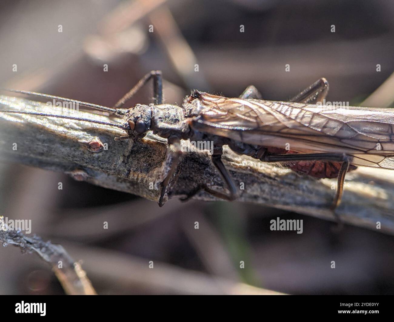Winter Stoneflies (Taeniopterygidae Stock Photo - Alamy