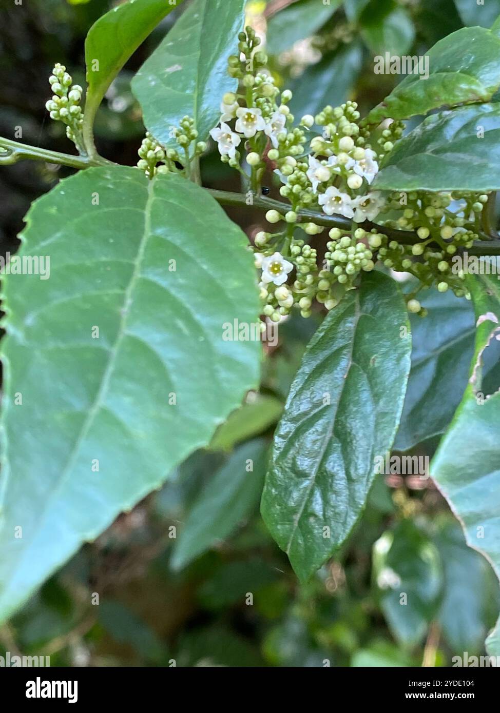 (Maesa perlaria formosana Stock Photo - Alamy