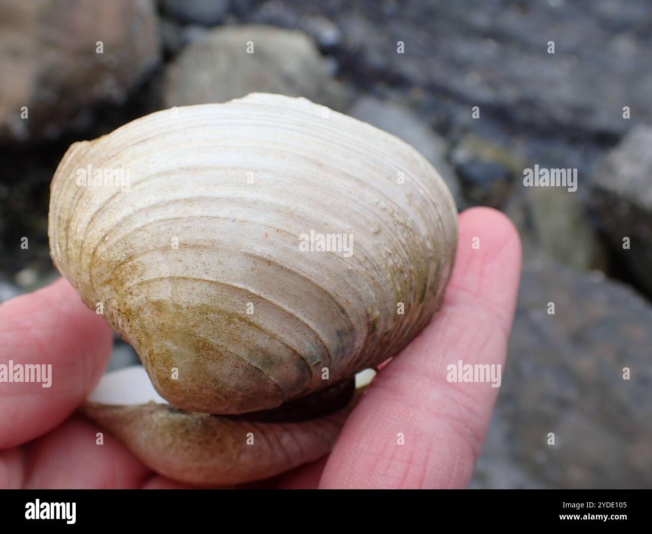 Butter Clam (Saxidomus gigantea Stock Photo - Alamy