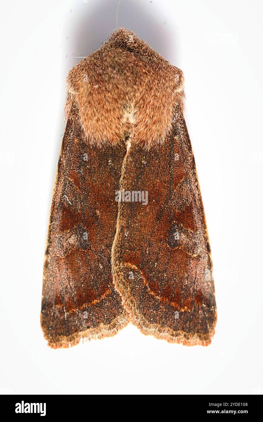 Clouded Drab (Orthosia incerta Stock Photo - Alamy