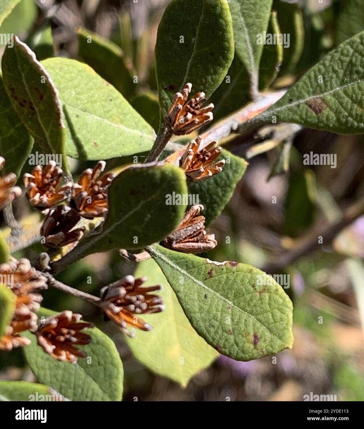 coastal plain staggerbush (Lyonia fruticosa Stock Photo - Alamy