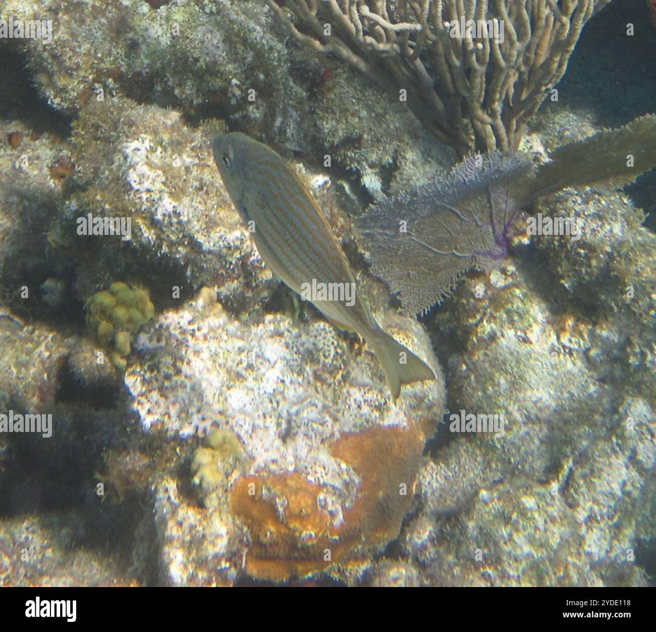 Acanthuriformes hi-res stock photography and images - Alamy