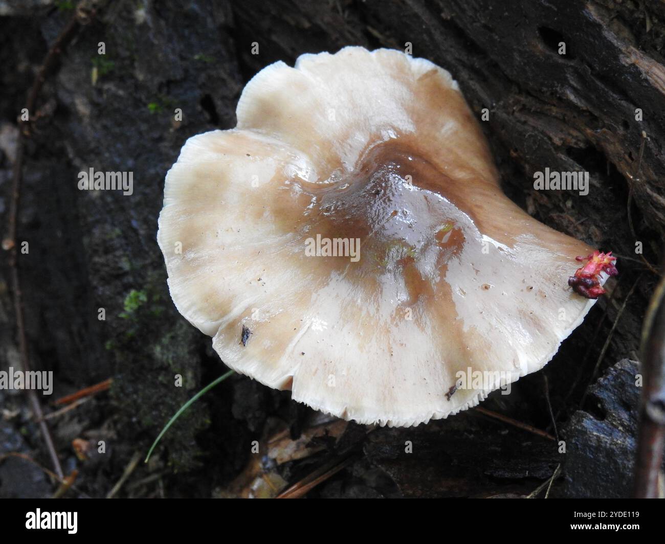 Deer Mushroom (Pluteus cervinus Stock Photo - Alamy