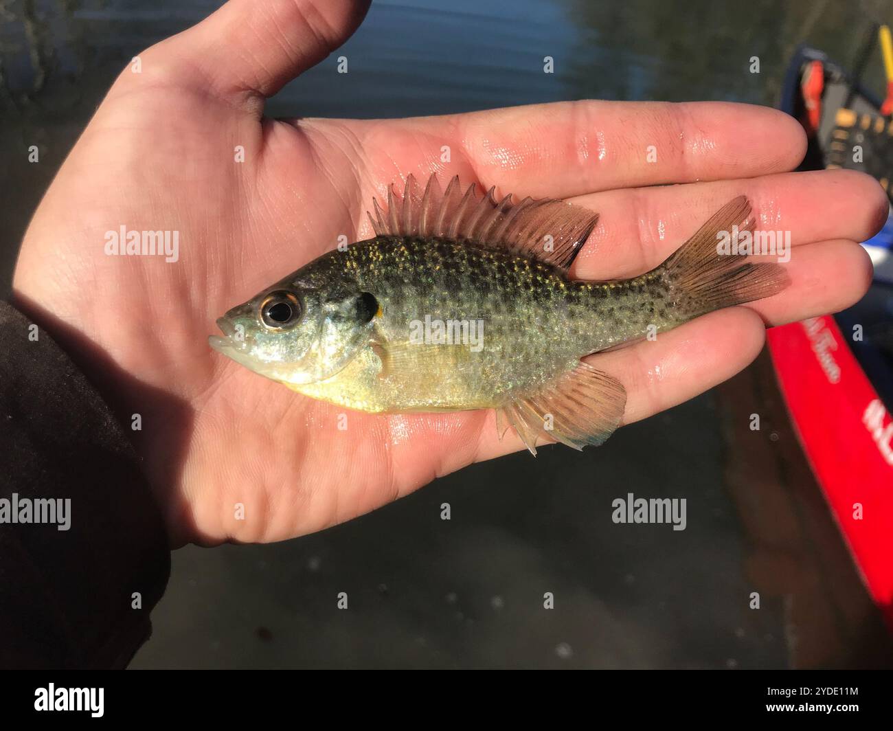 Redear Sunfish (Lepomis microlophus Stock Photo - Alamy