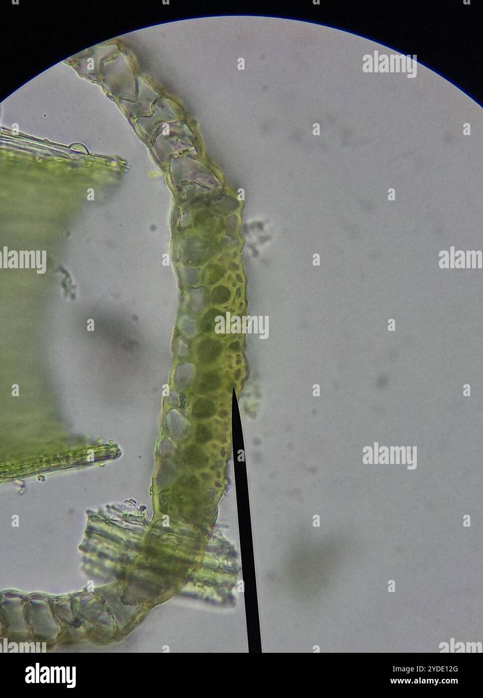 Dwarf Swan-neck Moss (Campylopus pyriformis Stock Photo - Alamy