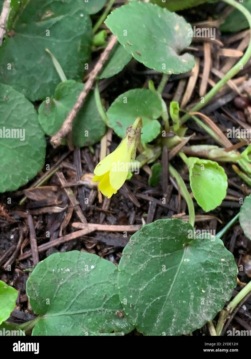 Redwood Violet (Viola sempervirens Stock Photo - Alamy