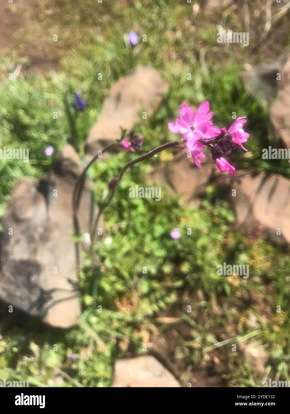 smallflower woodland star (Lithophragma parviflorum Stock Photo - Alamy