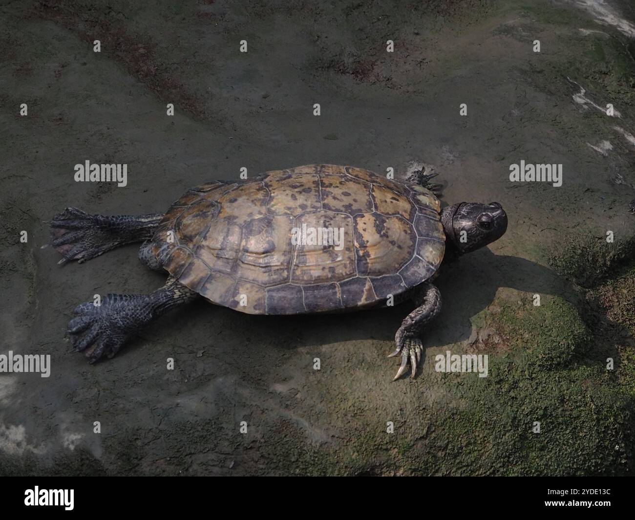 Pond Slider (Trachemys scripta Stock Photo - Alamy