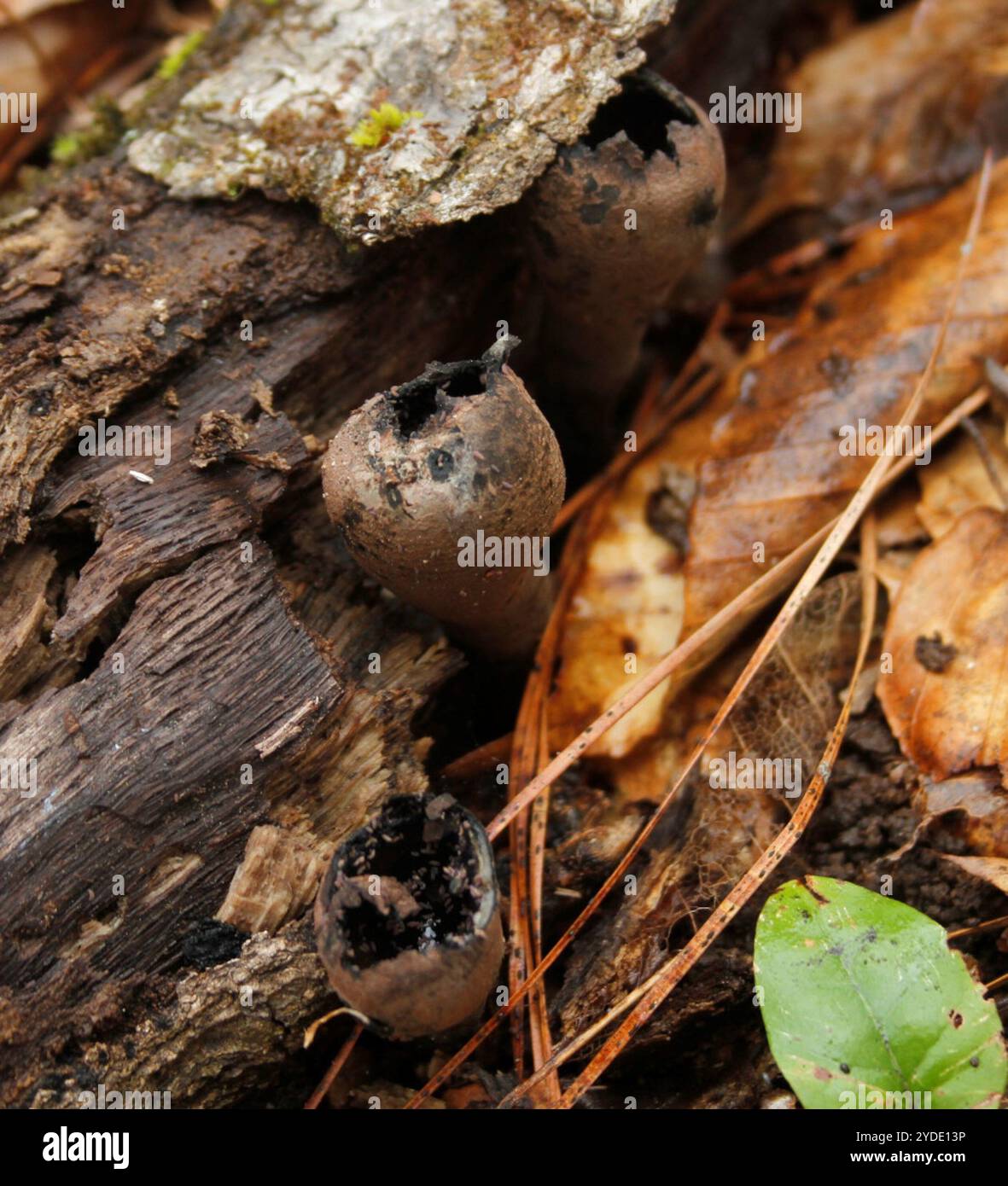 devil's urn (Urnula craterium Stock Photo - Alamy