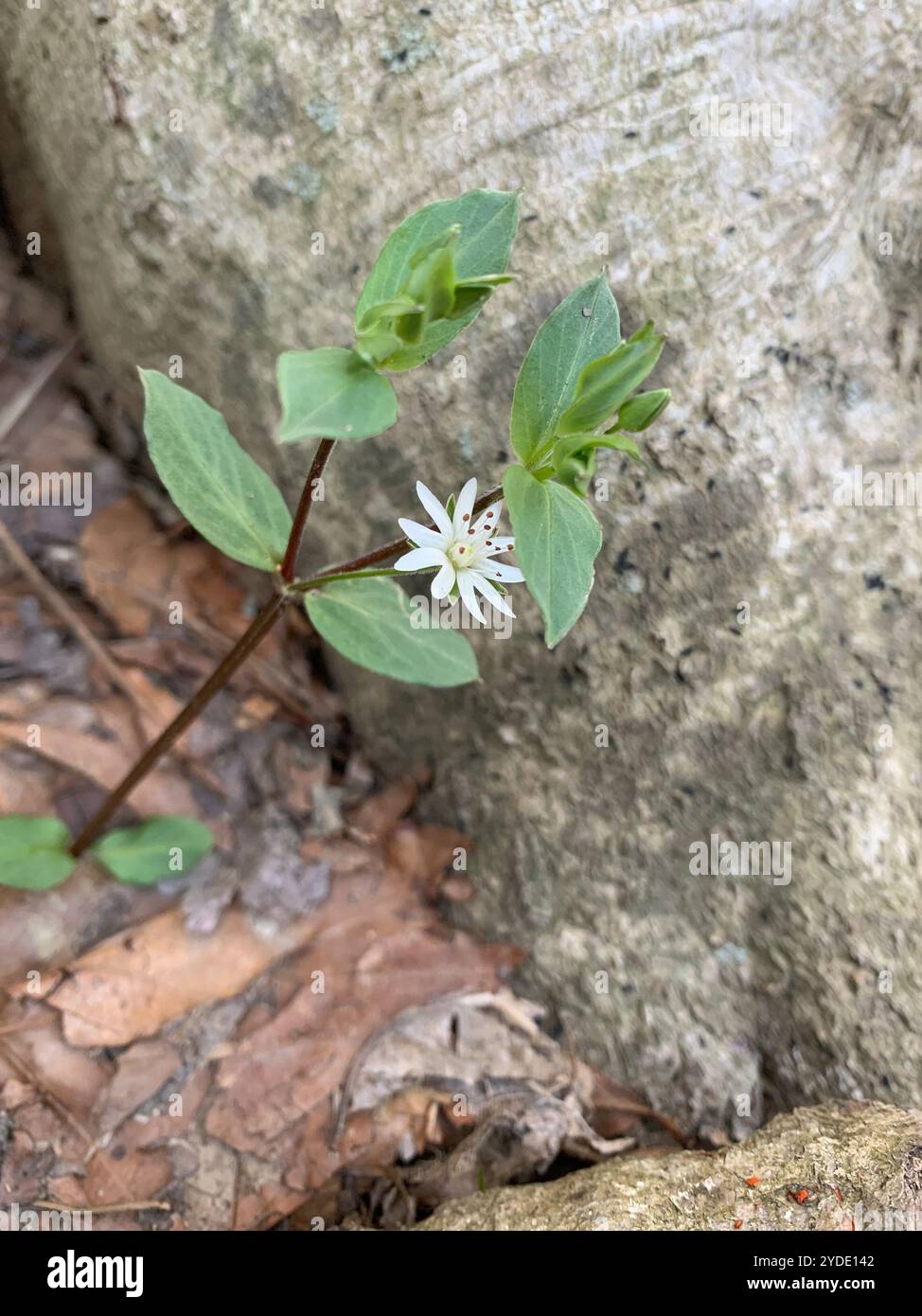 star chickweed (Stellaria pubera Stock Photo - Alamy