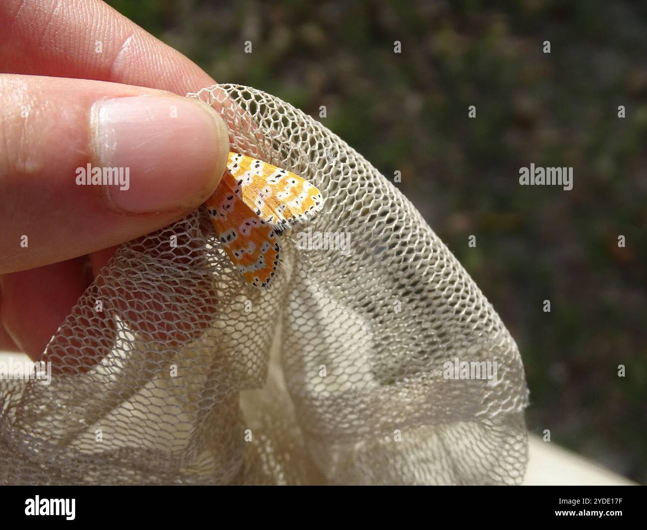 Ornate Bella Moth (Utetheisa ornatrix Stock Photo - Alamy