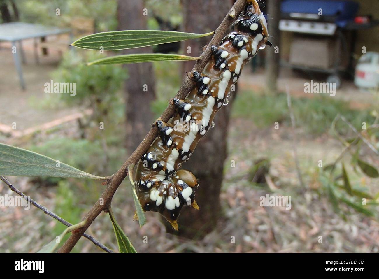 Banksia Moth (Psalidostetha banksiae Stock Photo - Alamy