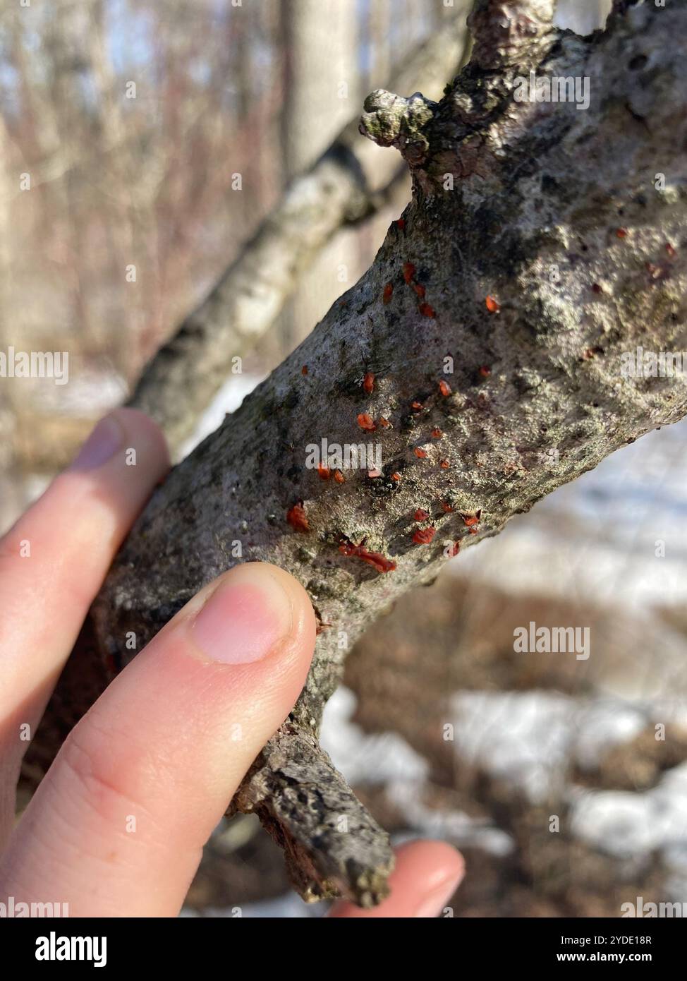 orange hobnail canker (Amphilogia gyrosa Stock Photo - Alamy