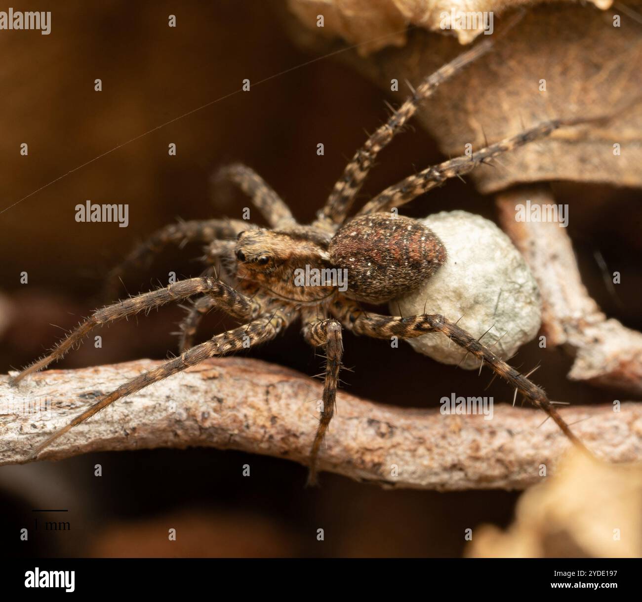 Wolf Spiders (Lycosidae Stock Photo - Alamy