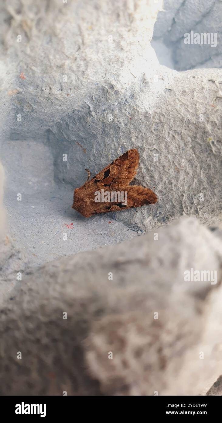 Hebrew Character (Orthosia gothica Stock Photo - Alamy