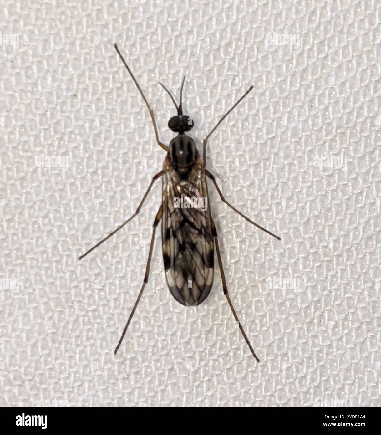 Window Gnat (Sylvicola fenestralis Stock Photo - Alamy