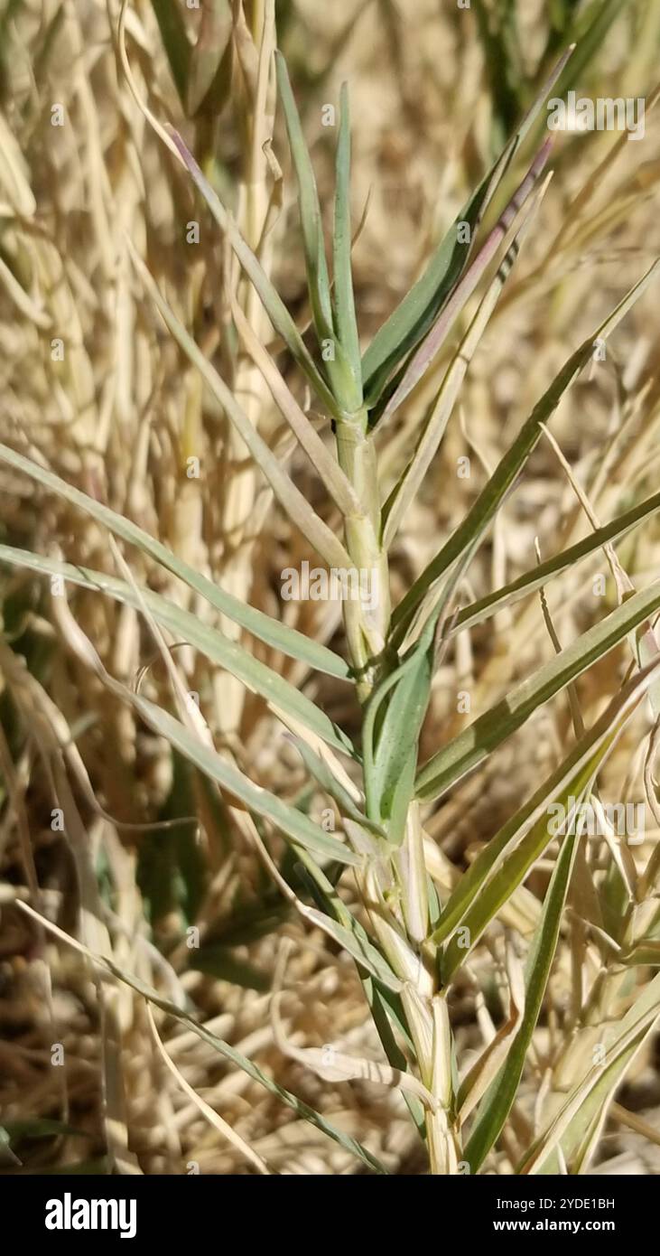 Saltgrass (Distichlis spicata Stock Photo - Alamy