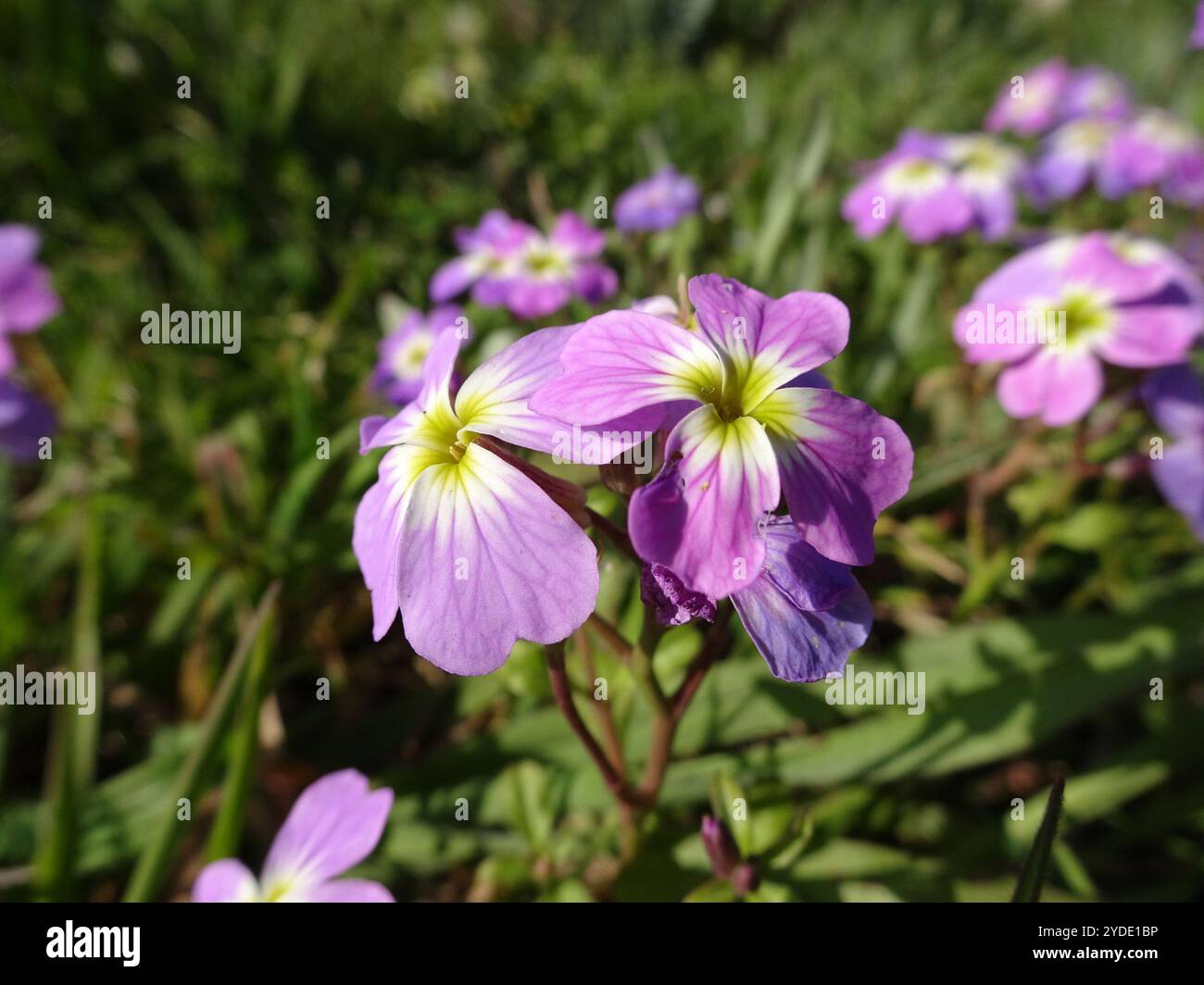 Virginia Stock (Malcolmia maritima Stock Photo - Alamy