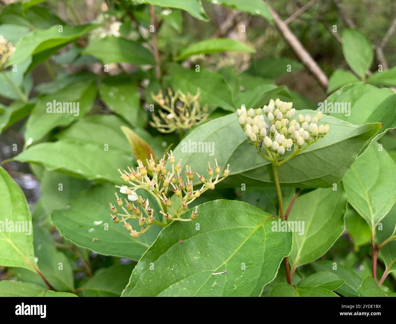 Stiff Dogwood (Cornus foemina Stock Photo - Alamy