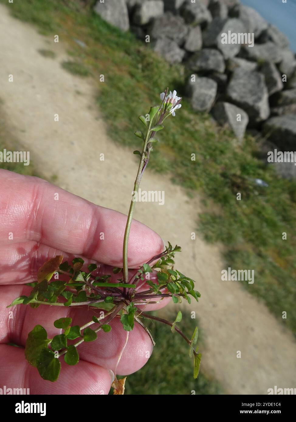 hairy bittercress (Cardamine hirsuta Stock Photo - Alamy