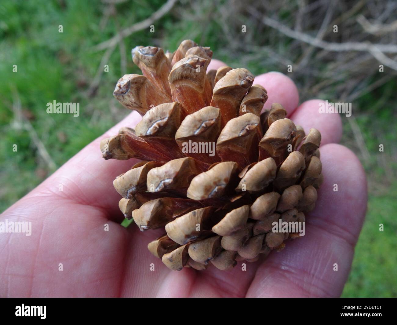 maritime pine (Pinus pinaster Stock Photo - Alamy