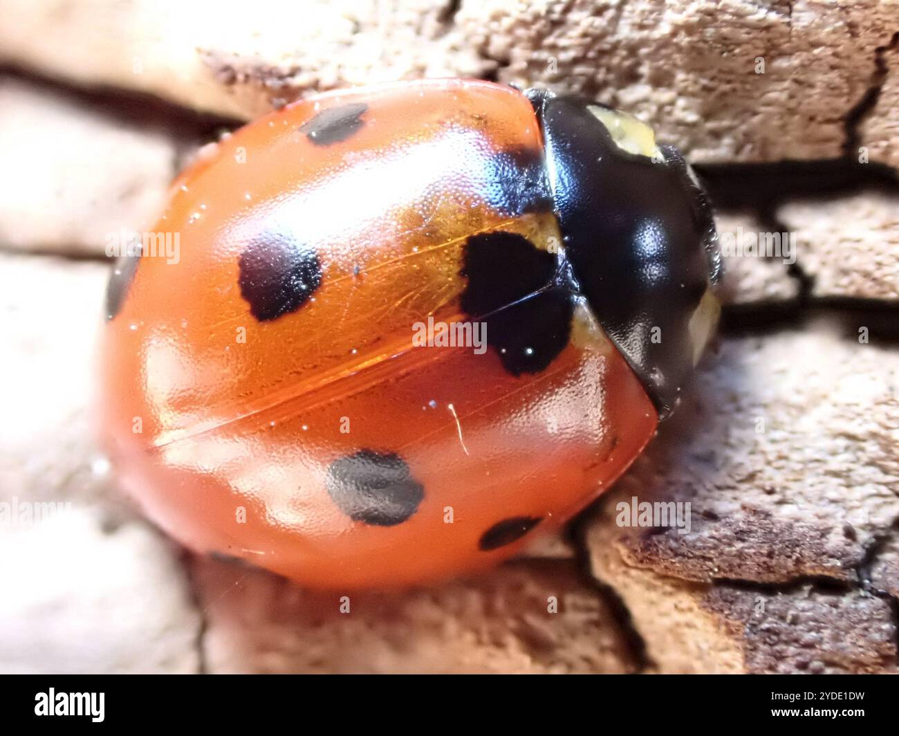 Seven-spotted Lady Beetle (Coccinella septempunctata Stock Photo - Alamy