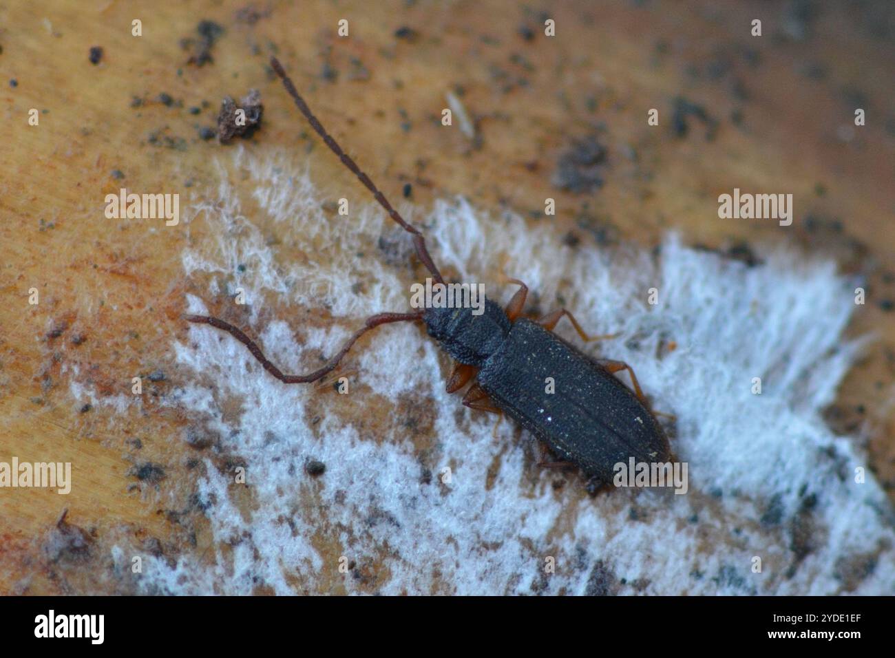Uleiota planata hi-res stock photography and images - Alamy
