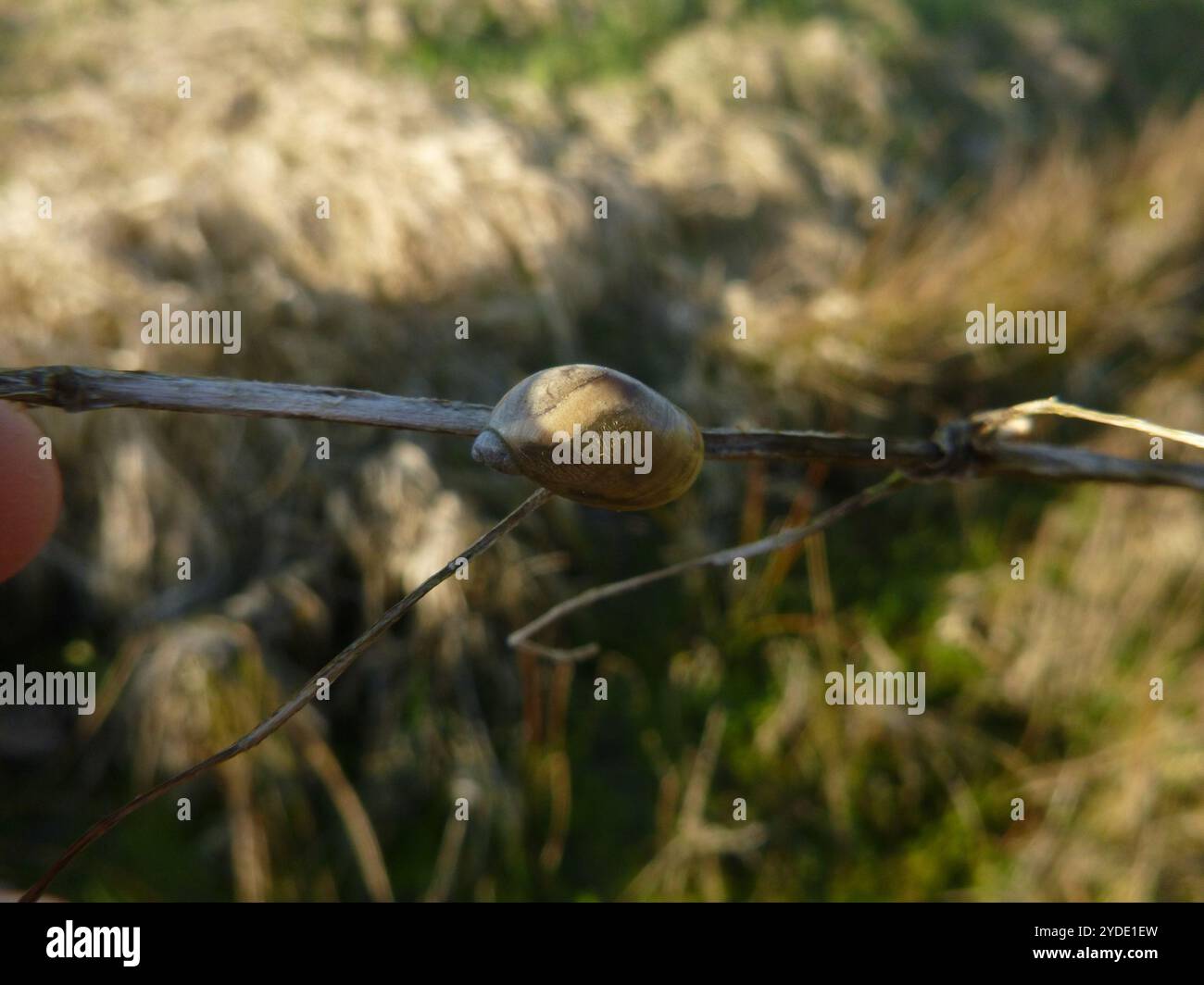 Common European Ambersnail (Succinea putris Stock Photo - Alamy