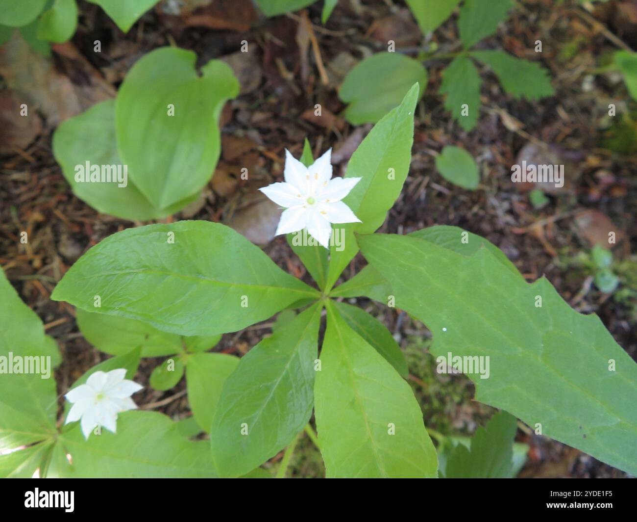 northern starflower (Lysimachia borealis Stock Photo - Alamy
