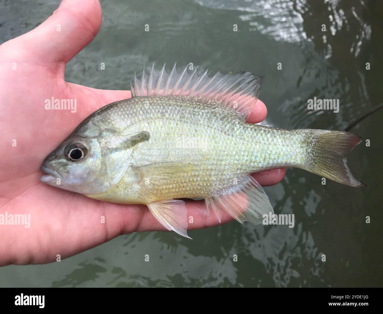 Redbreast Sunfish (Lepomis auritus Stock Photo - Alamy
