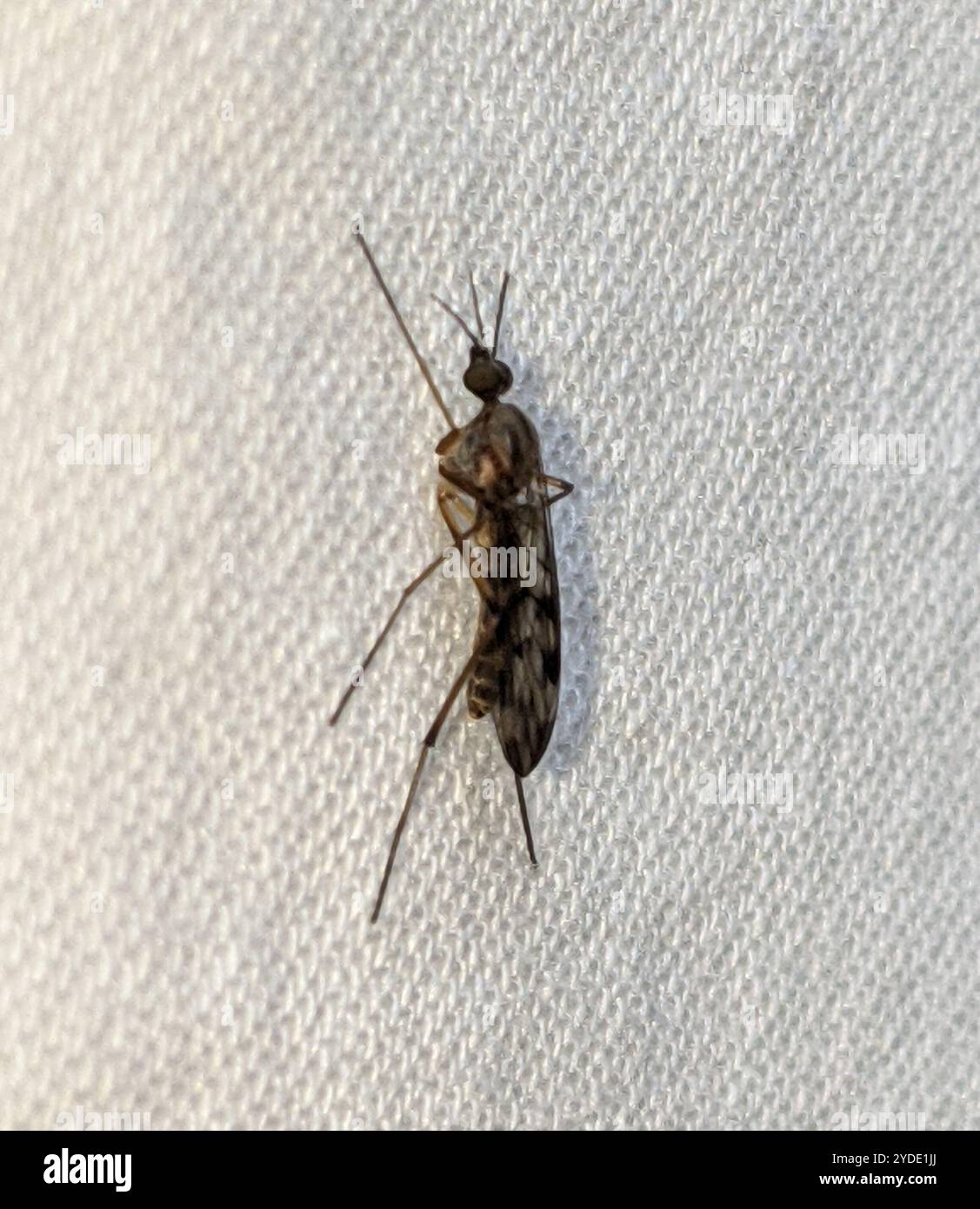 Window Gnat (Sylvicola fenestralis Stock Photo - Alamy