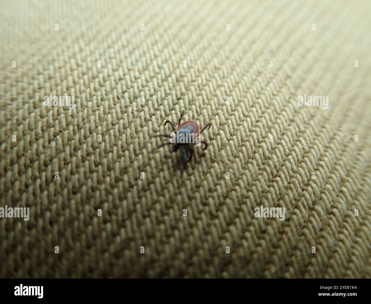 Western Black-legged Tick (Ixodes pacificus Stock Photo - Alamy