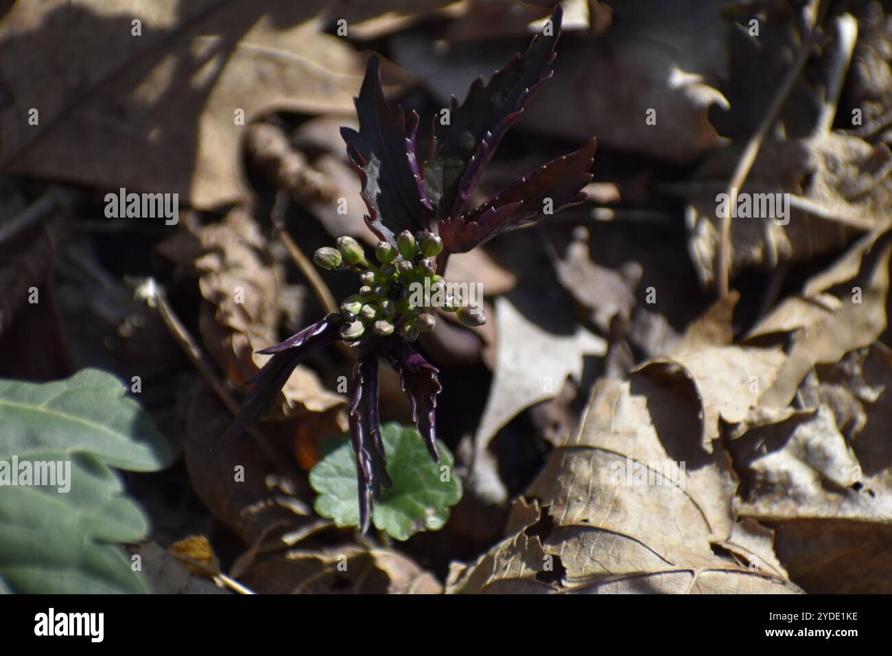 Two-leaved Toothwort (Cardamine diphylla Stock Photo - Alamy