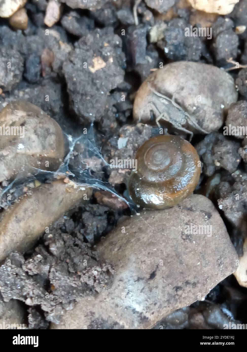 Draparnaud's Glass Snail (Oxychilus draparnaudi Stock Photo - Alamy