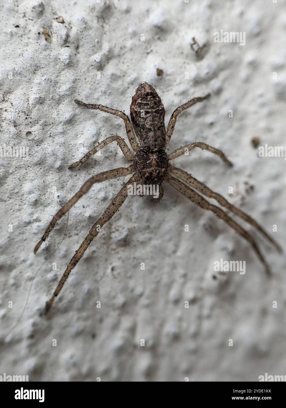 Octopus Spiders (Tmarus Stock Photo - Alamy